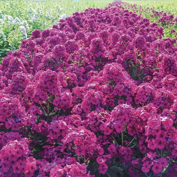 Raving Beauty Pink Flowering Dormant Bare Root Perennial Starter Plant ...