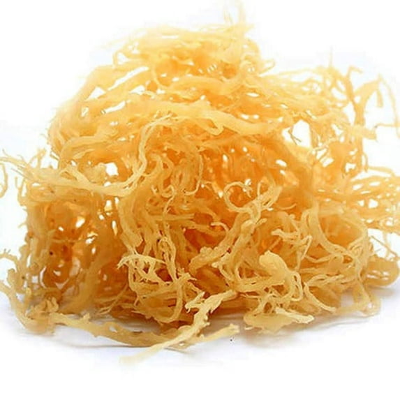 Raw gold Sea moss - Pure Jamaican Sea moss - Genus Gracilaria - Walmart.com