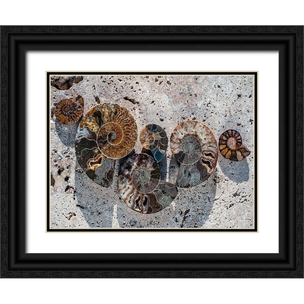 Ray, Elena 14x12 Black Ornate Wood Framed with Double Matting Museum ...