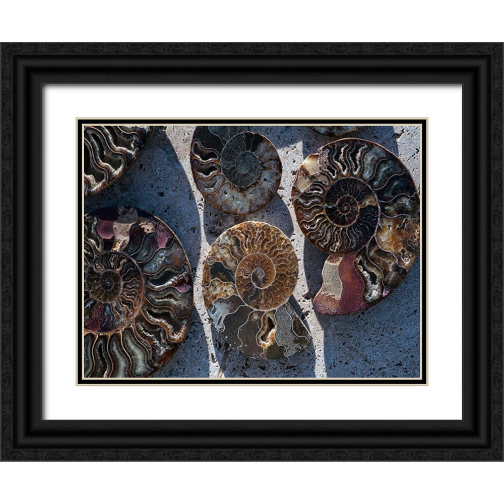 Ray, Elena 14x12 Black Ornate Wood Framed with Double Matting Museum ...