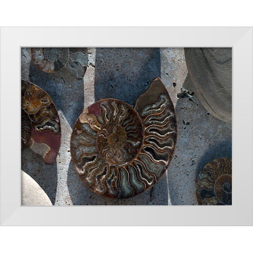 Ray, Elena 18x15 White Modern Wood Framed Museum Art Print Titled ...