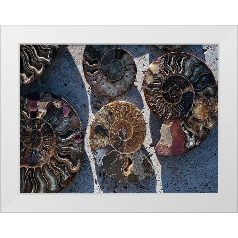 Ray, Elena 24x19 White Modern Wood Framed Museum Art Print Titled ...