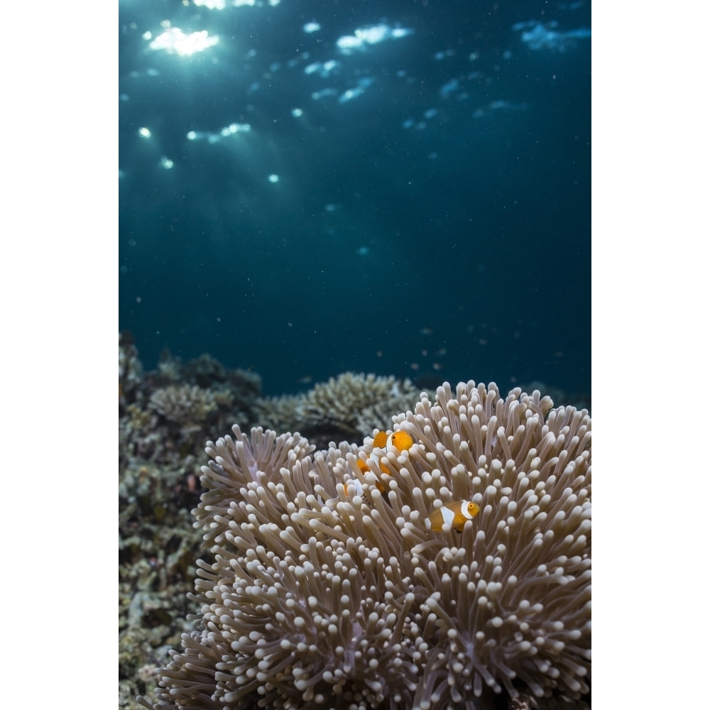 Rays from the setting sun shining on an anemone with a pair of ...