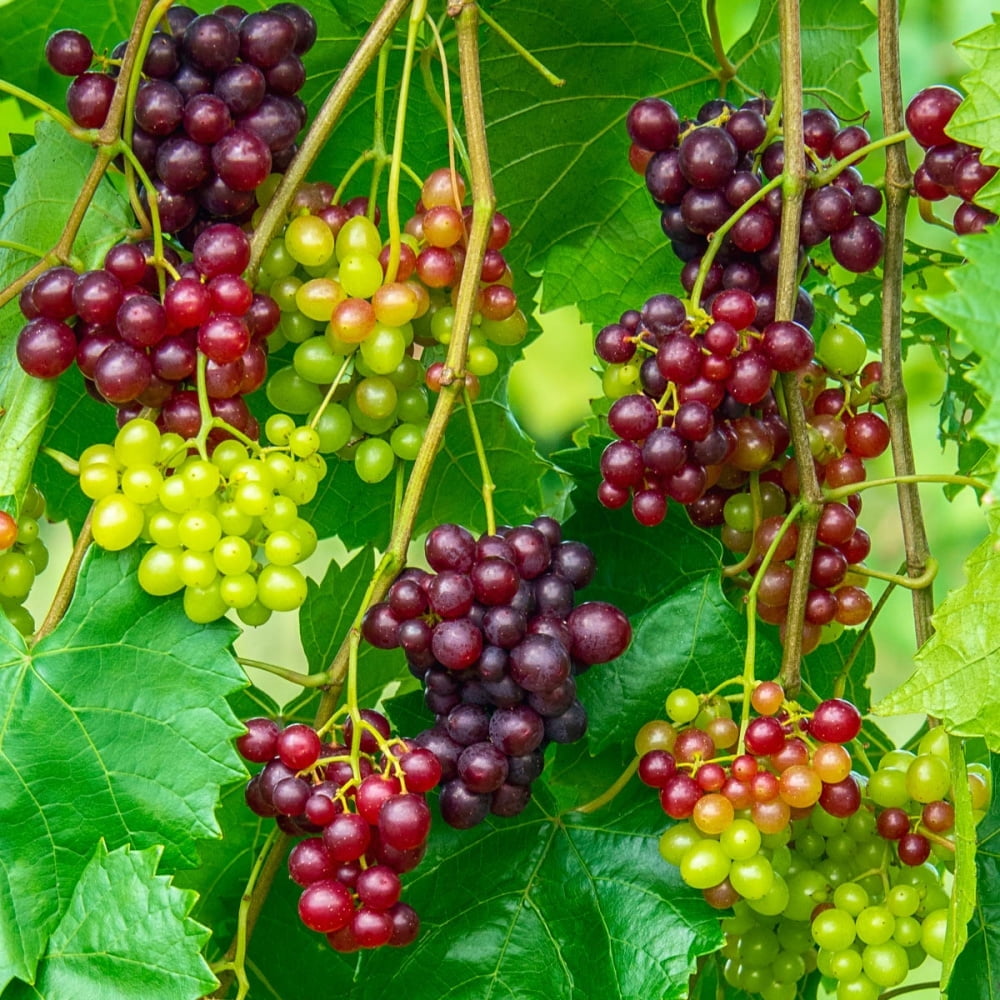 RazzMatazz Muscadine Grape Vine Potted Fruit Bearing Plant, in a 2.50 ...