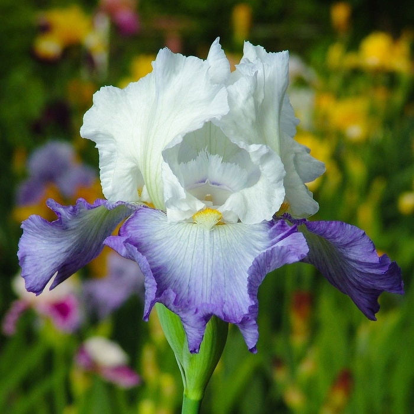 Blue Bearded Iris Flower
