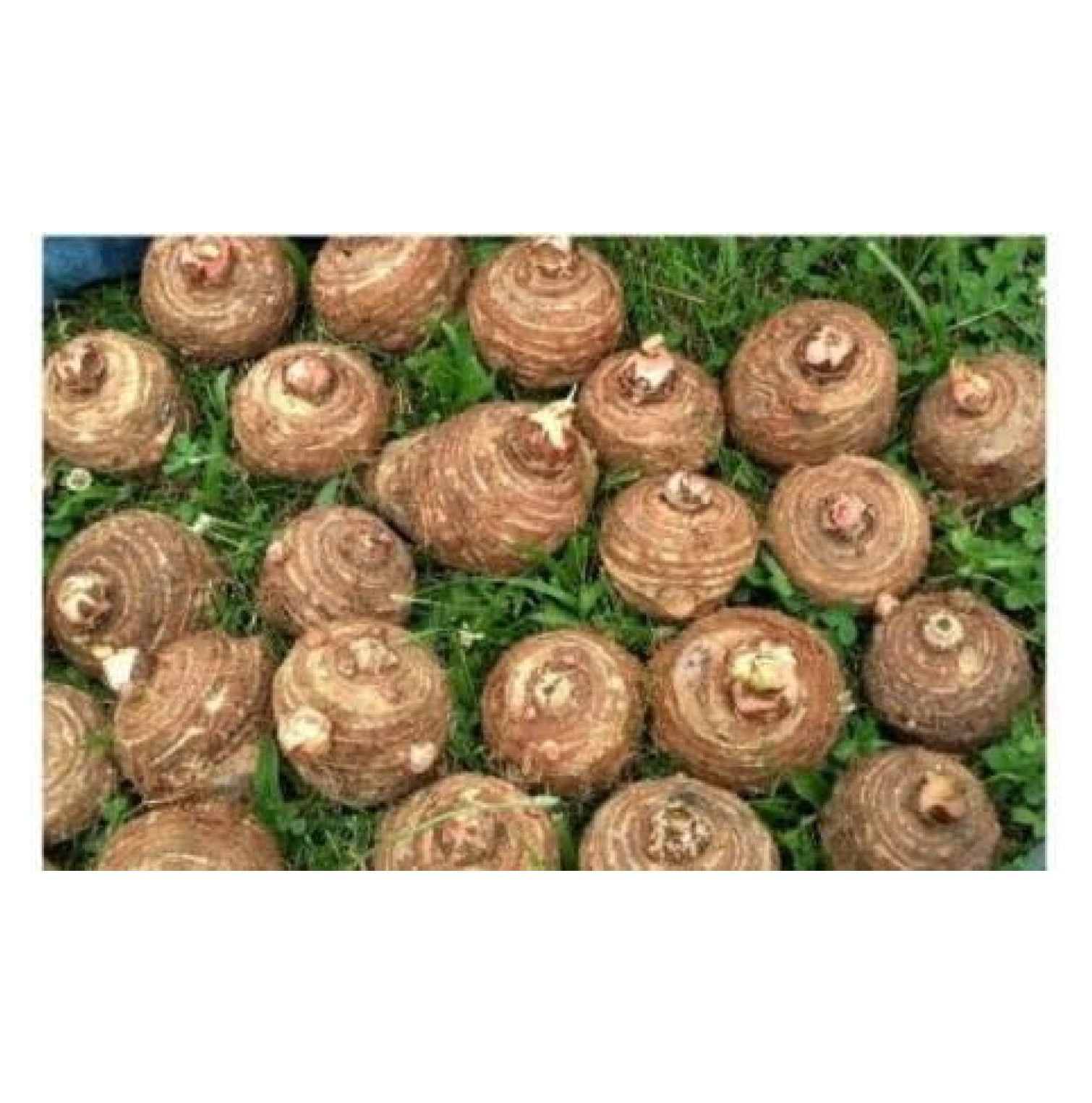 Ready 2 Grow 20 Bulbs Colocasia Esculenta Elephant Ear Gabi Kalo Eddo ...