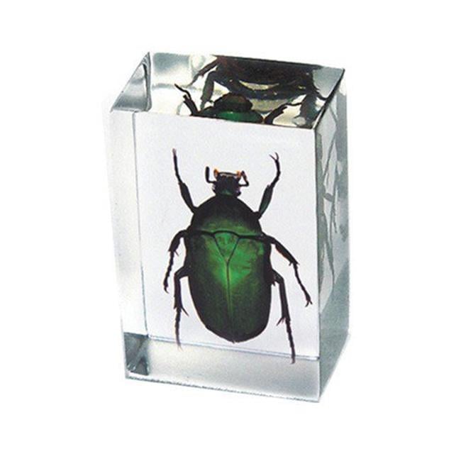 Real Bug Paperweight Regular-small-Green Chafer beetle - Walmart.com