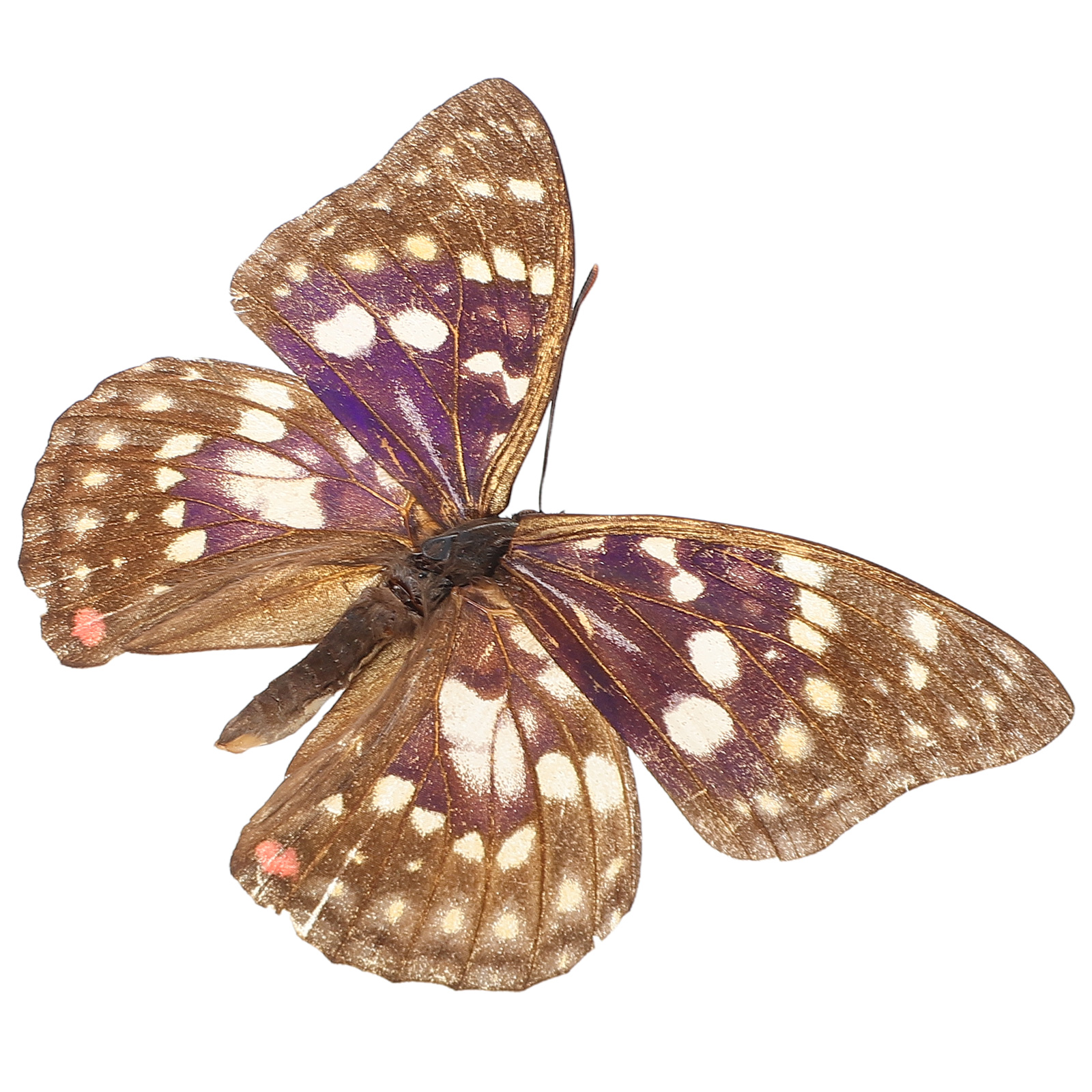 Real Butterfly Model Bug Specimen Display Decor Butterfly Specimen ...