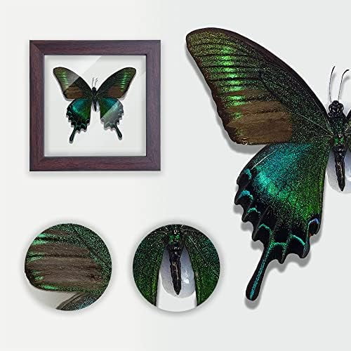 Real Butterfly Specimen In Frame Display Lively Satin Green Insect ...