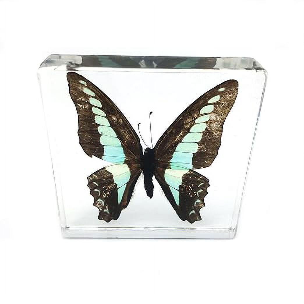 Real Butterfly Specimen Specimens Paperweight Paperweights Collection ...