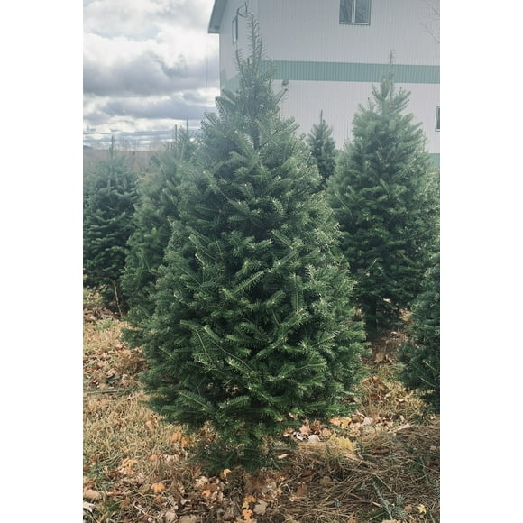 Live Christmas Trees Delivered