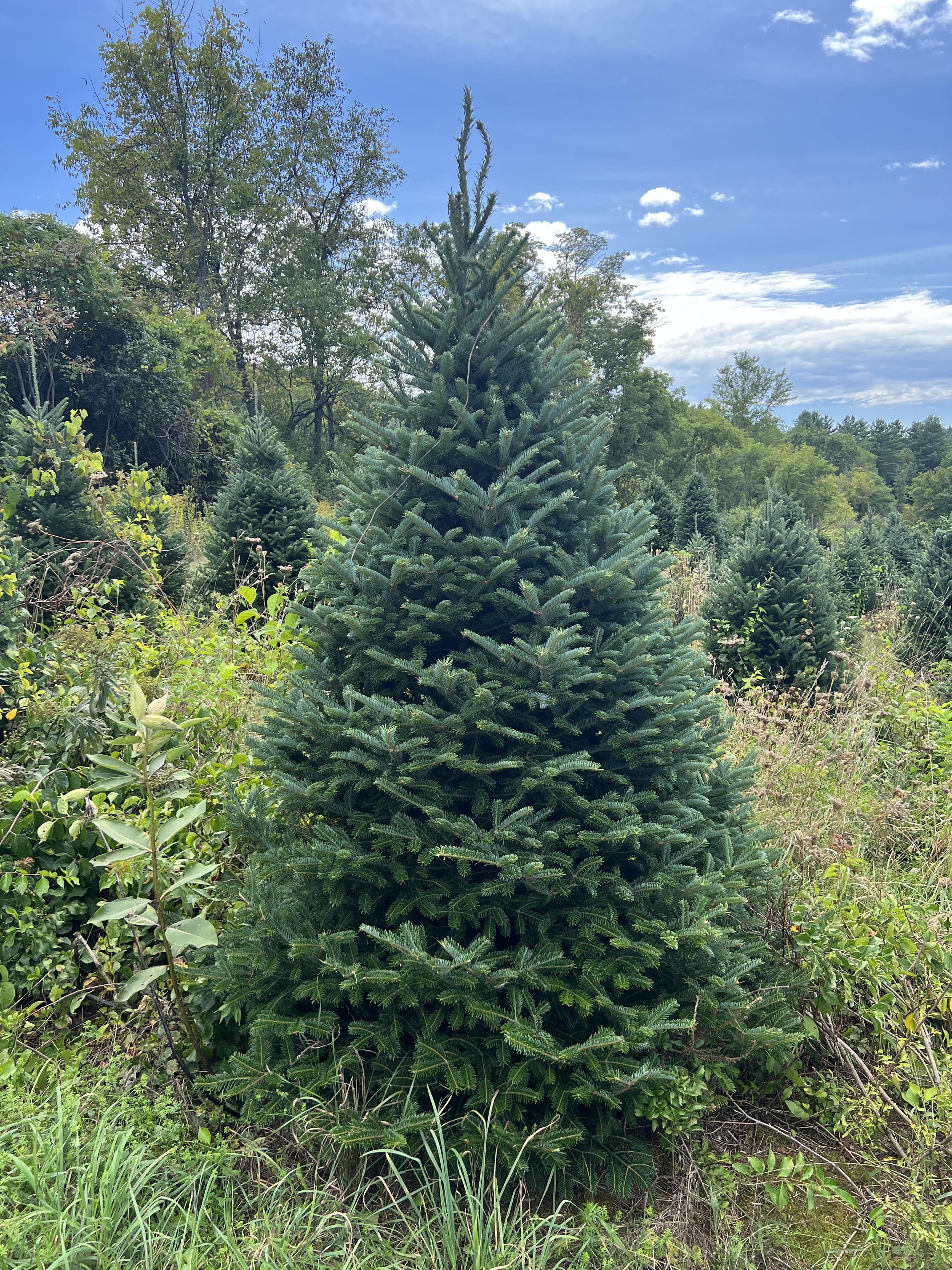 Real Christmas Tree Fresh Cut Fraser Fir, Premium 5 Foot Holiday Tree ...