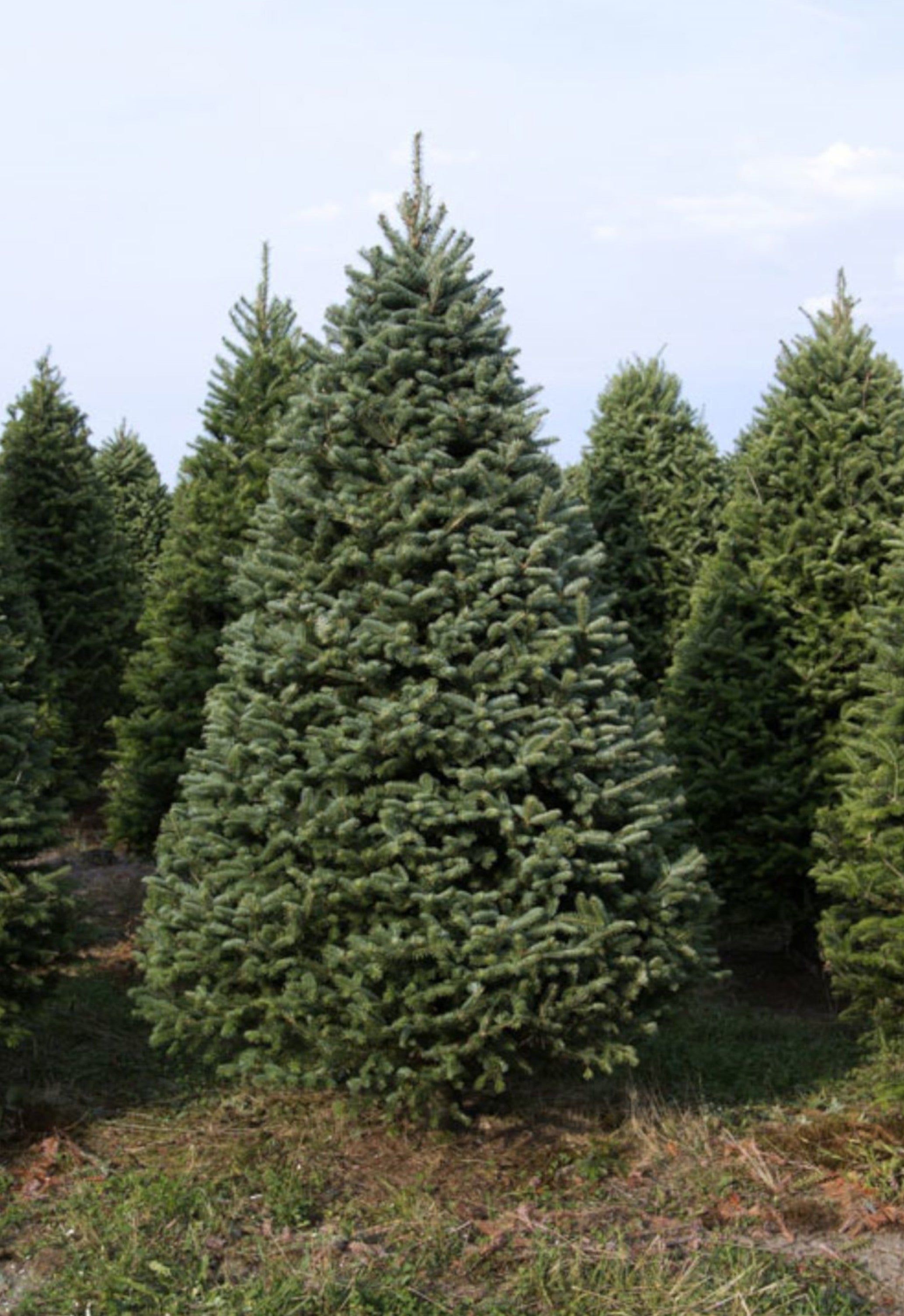 Real Christmas Trees Delivered 7 Foot Premium Balsam-Fraser Fir Hybrid ...