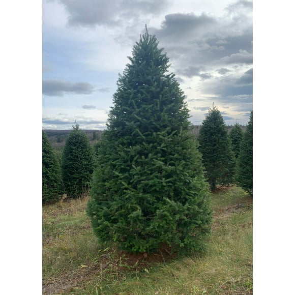 Live Christmas Trees Delivered