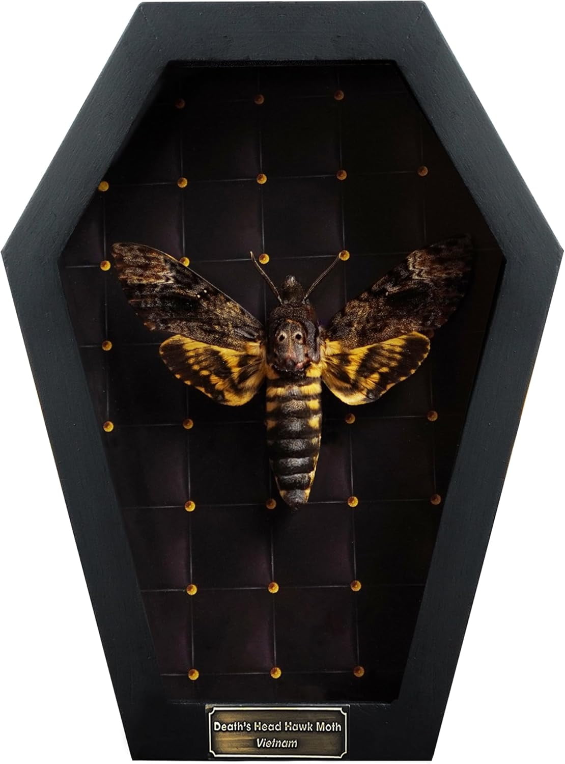 Real Death Head Moth Coffin Rhombus Frame Taxidermy Skull Moth Bug ...