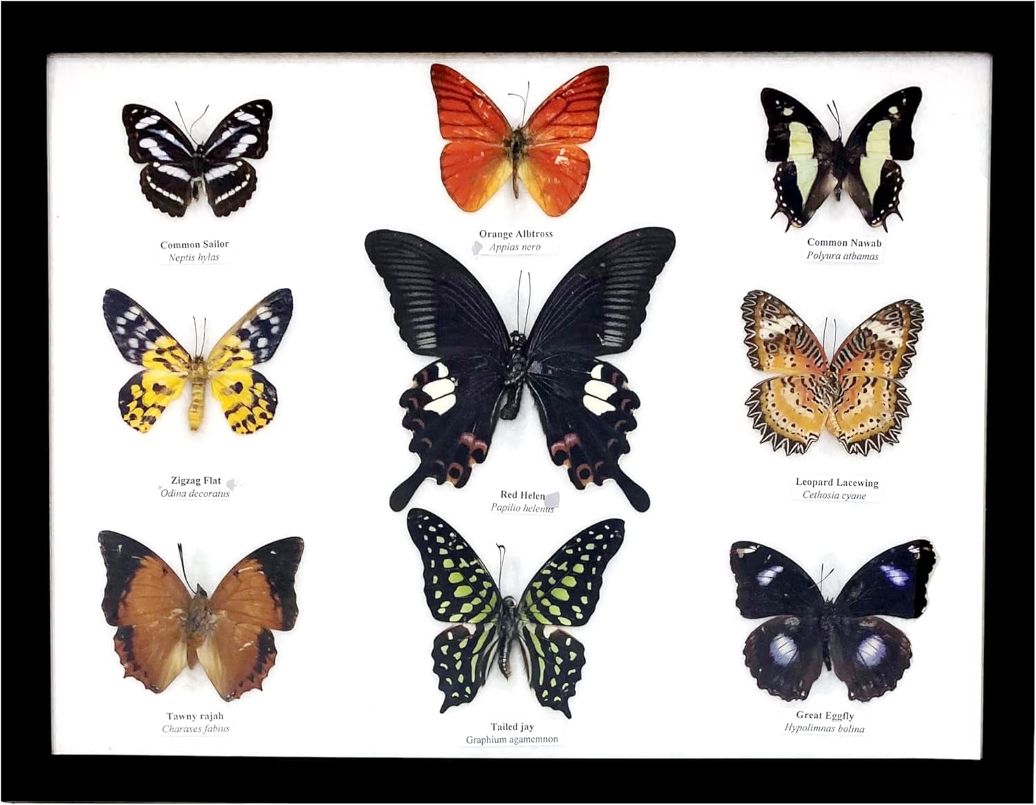 Real Framed Butterflies – Butterfly Moth Art Display Taxidermy Artwork ...