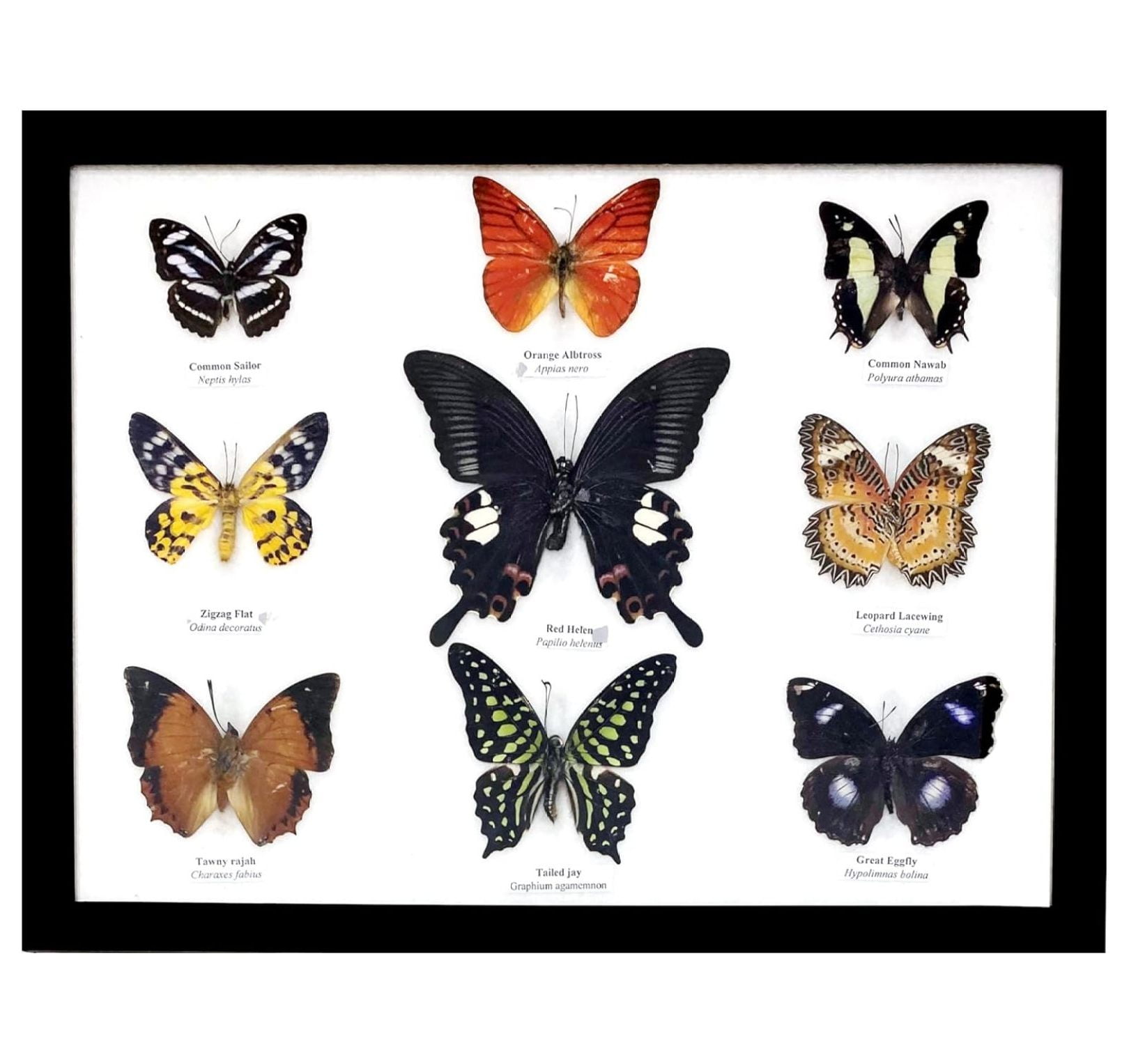 Real Framed Butterflies – Moth Art Display Taxidermy Artwork Wall Décor ...