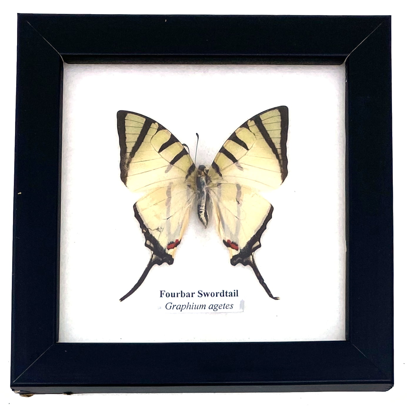 Real Framed Butterfly – Butterfly Moth Art Display Taxidermy Artwork ...