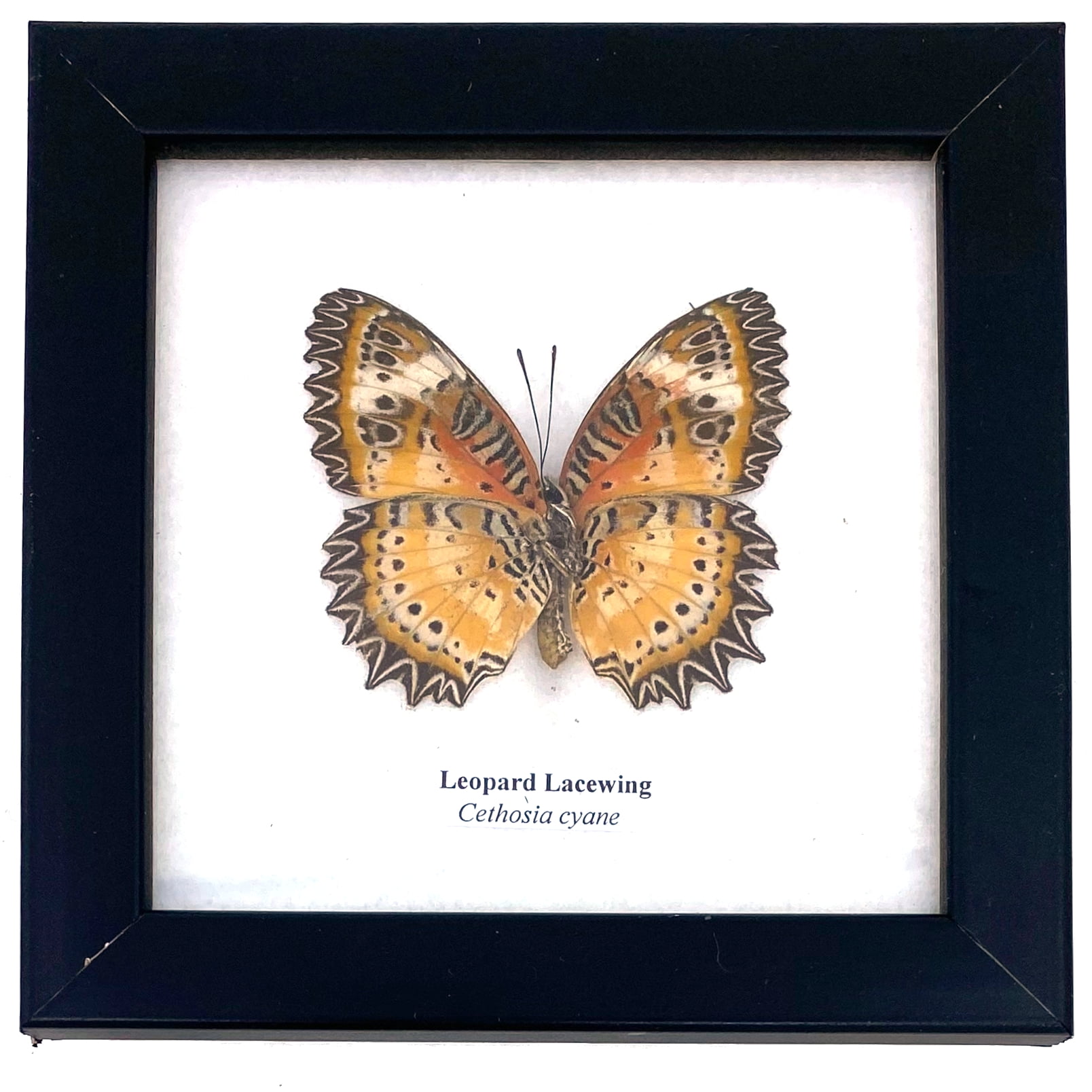 Real Framed Butterfly – Butterfly Moth Art Display Taxidermy Artwork ...