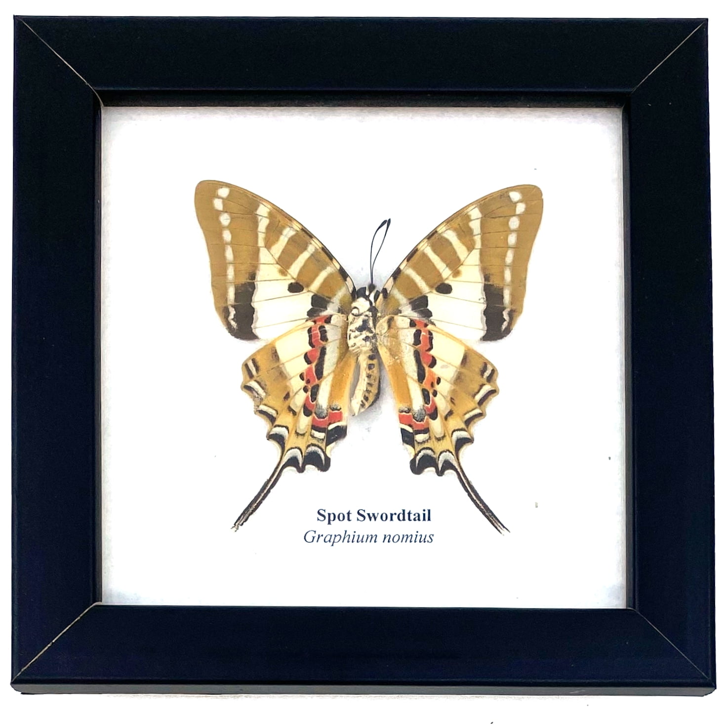 Real Framed Butterfly – Butterfly Moth Art Display Taxidermy Artwork ...