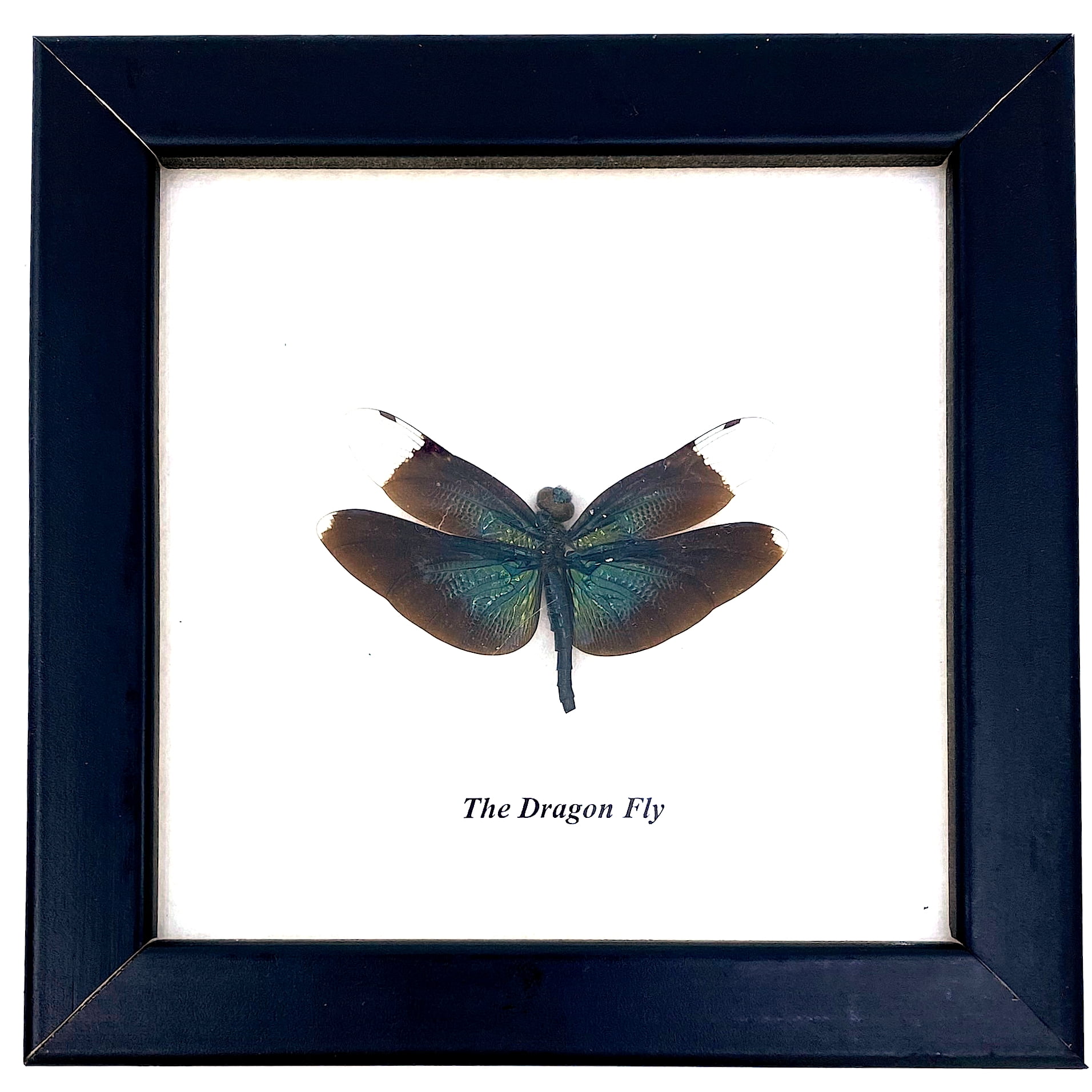 Real Framed Dragonfly – Dragonfly Art Display Taxidermy Artwork Wall ...