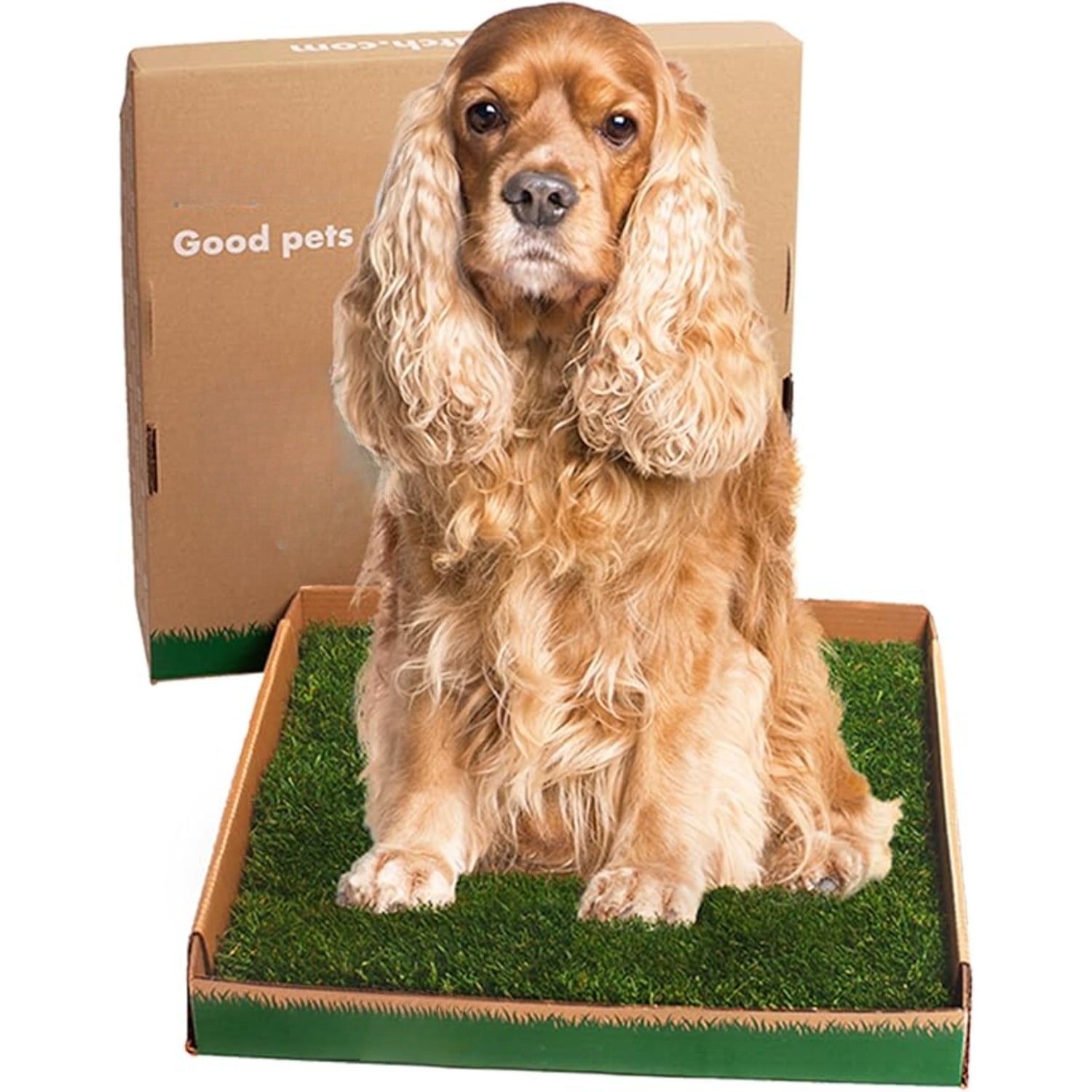 Real Grass Patch for Dogs, Cats, and Large Pets 15-30 Pounds ...