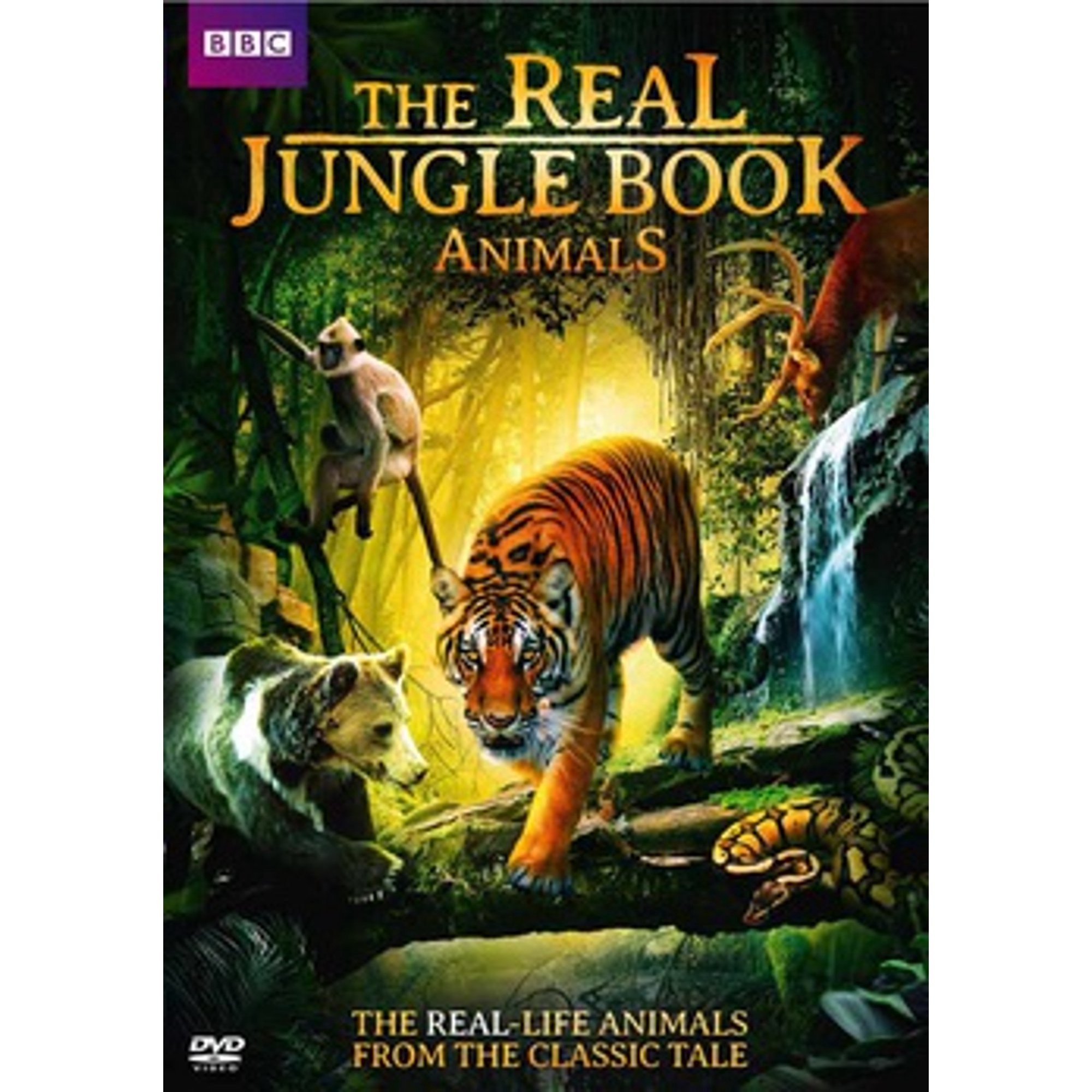 Real Animals In The Jungle