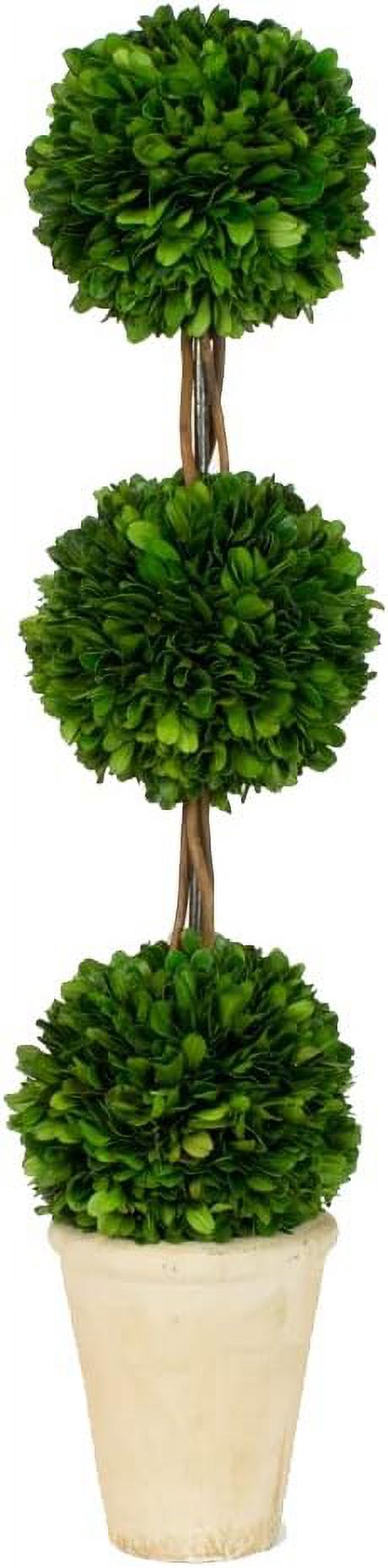 Real Natural Preserved Boxwood Triple Topiary w/Decorative - Walmart.com