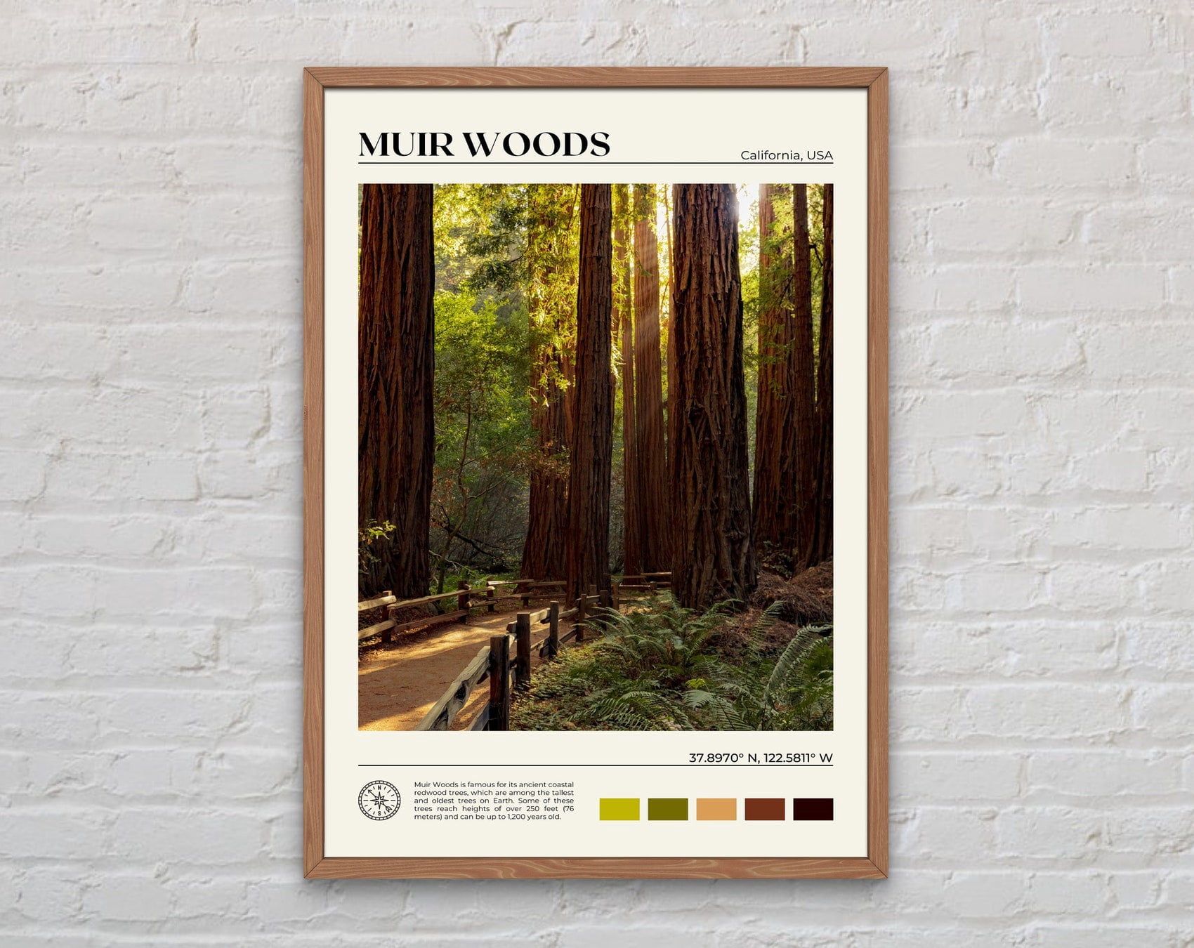 Real Photo, Muir Woods National Monument Print, Muir Woods Wall Art ...