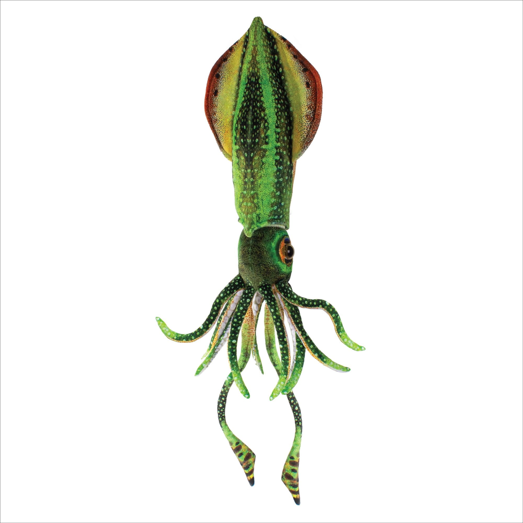 Real Planet 24" Green Squid Realistic Stuffed Animal, Marine Sea Life ...