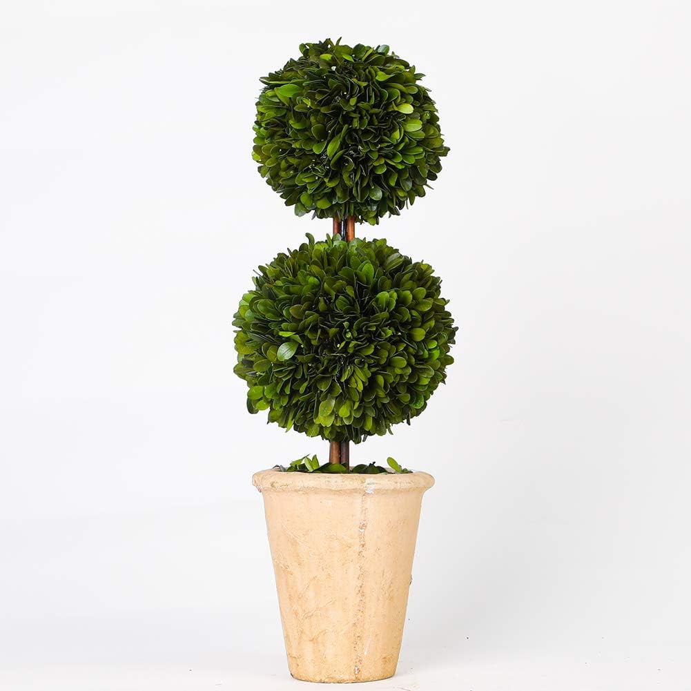Real Preserved Boxwood Evergreen Potted Tree Globe Tree Topiary in ...