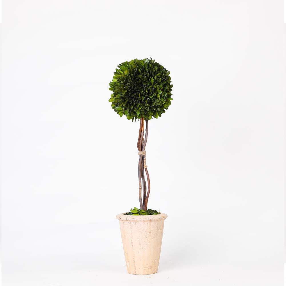 Real Preserved Yellow Evergreen Potted Tree Globe Tree Basin Territory ...