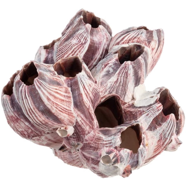 Real Purple Barnacle Cluster 5-7" Aquarium Ornament Piece for Decor ...