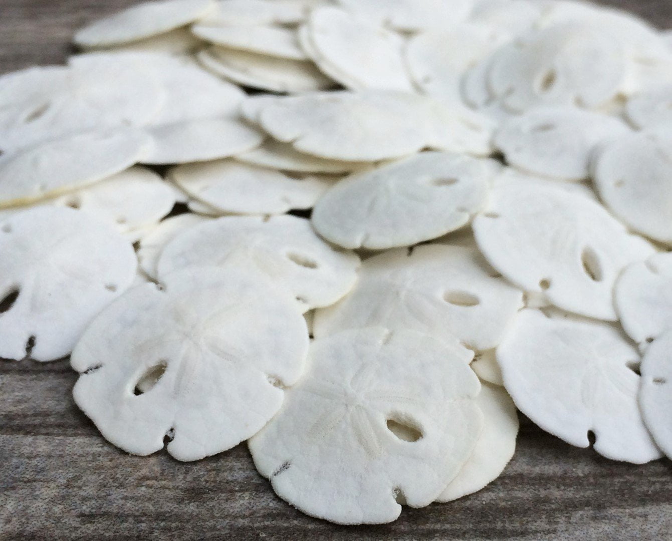 Real Sand Dollars 0.50" to 0.75" (Set of 50) Sand Dollar Shells Wedding ...