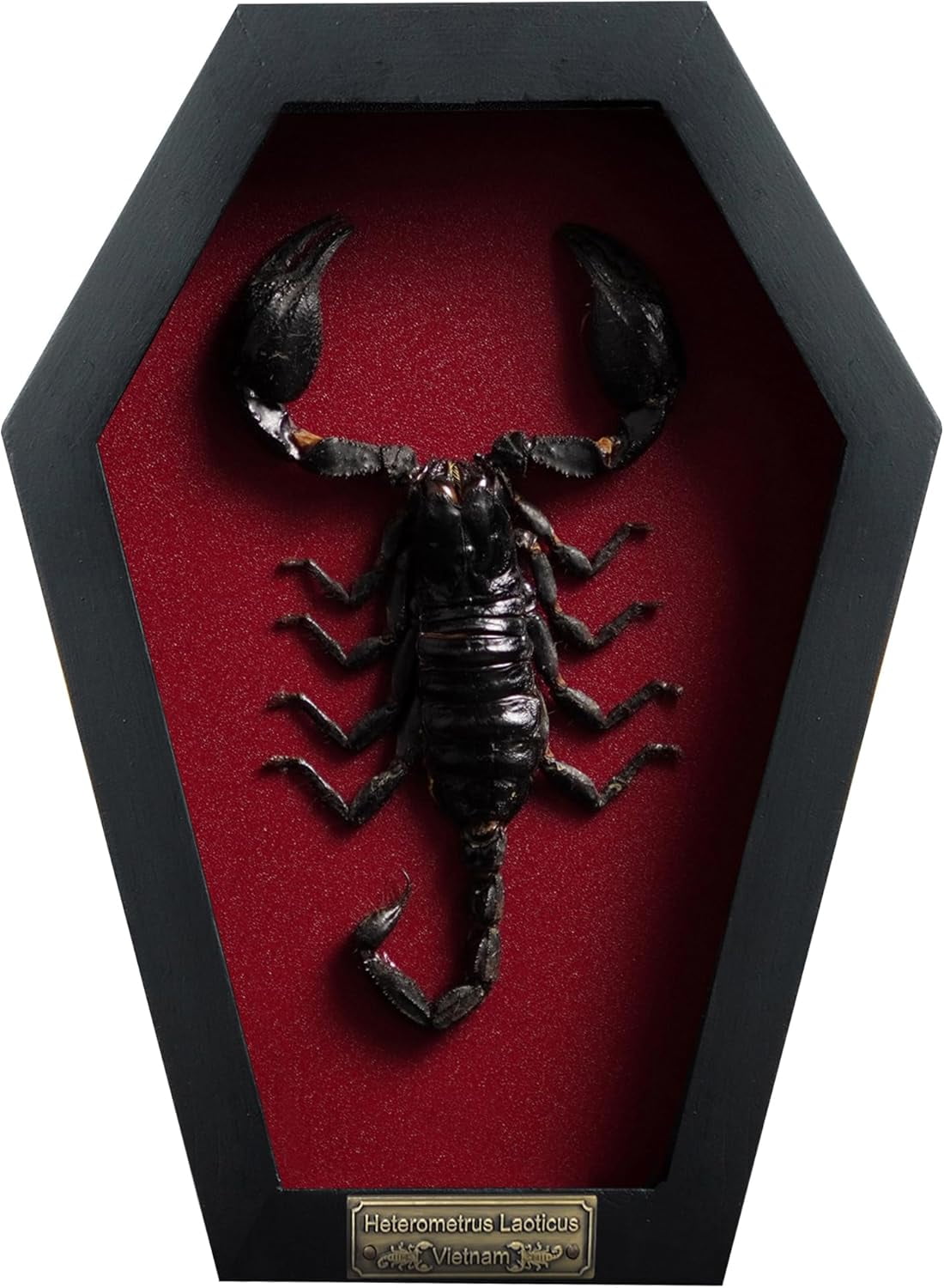 Real Scorpion Frame Coffin Box Dead Taxidermy Insect Beetle Bug ...