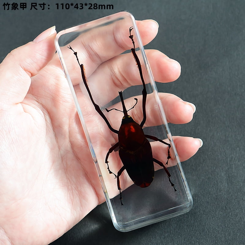 Real Small Animal Insect Specimen Environmental Resin Beetle Centipede ...