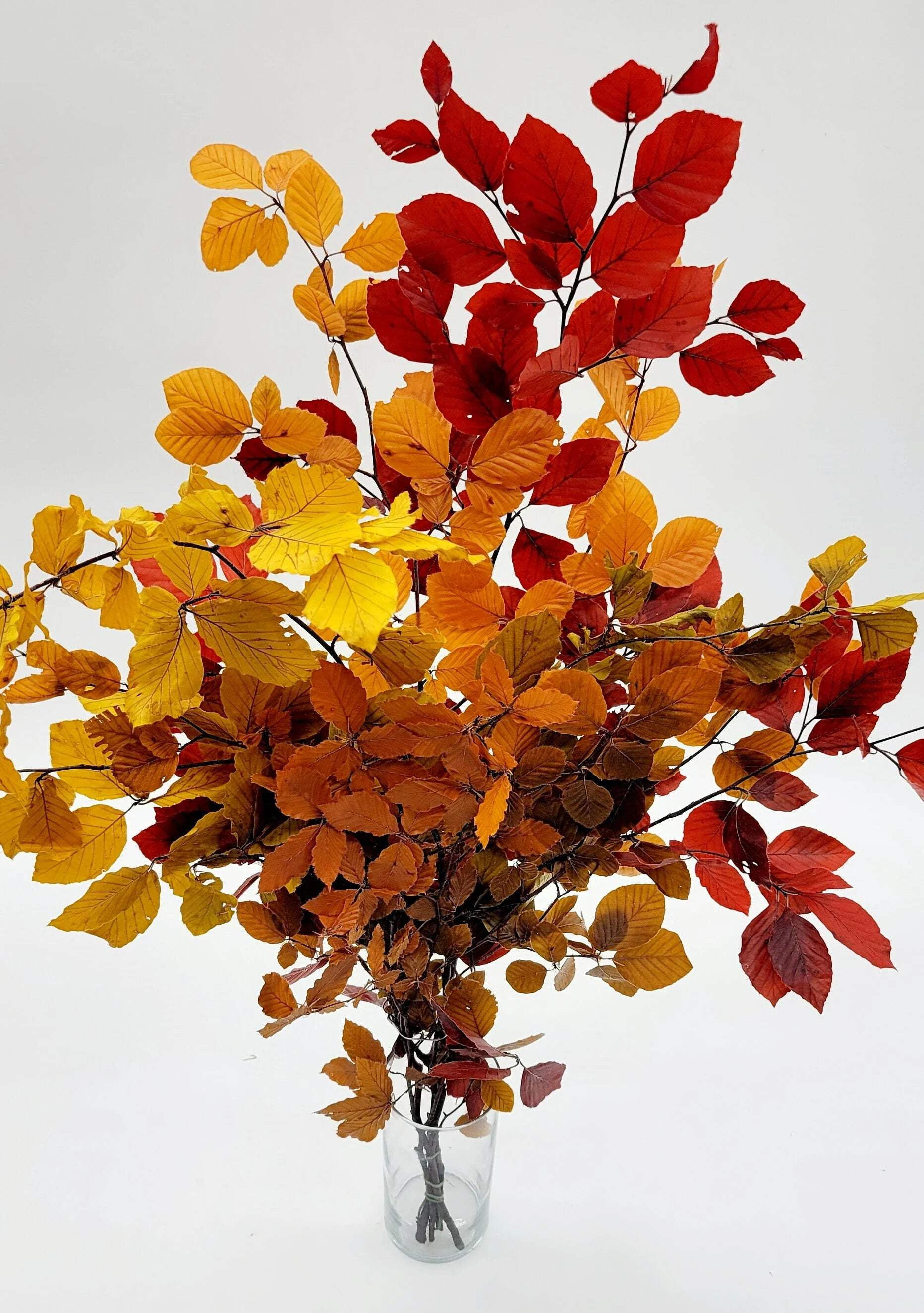 Real Touch Flowers - Dry & Natural Fall Leaves - 1 Bunch (5 Stems ...