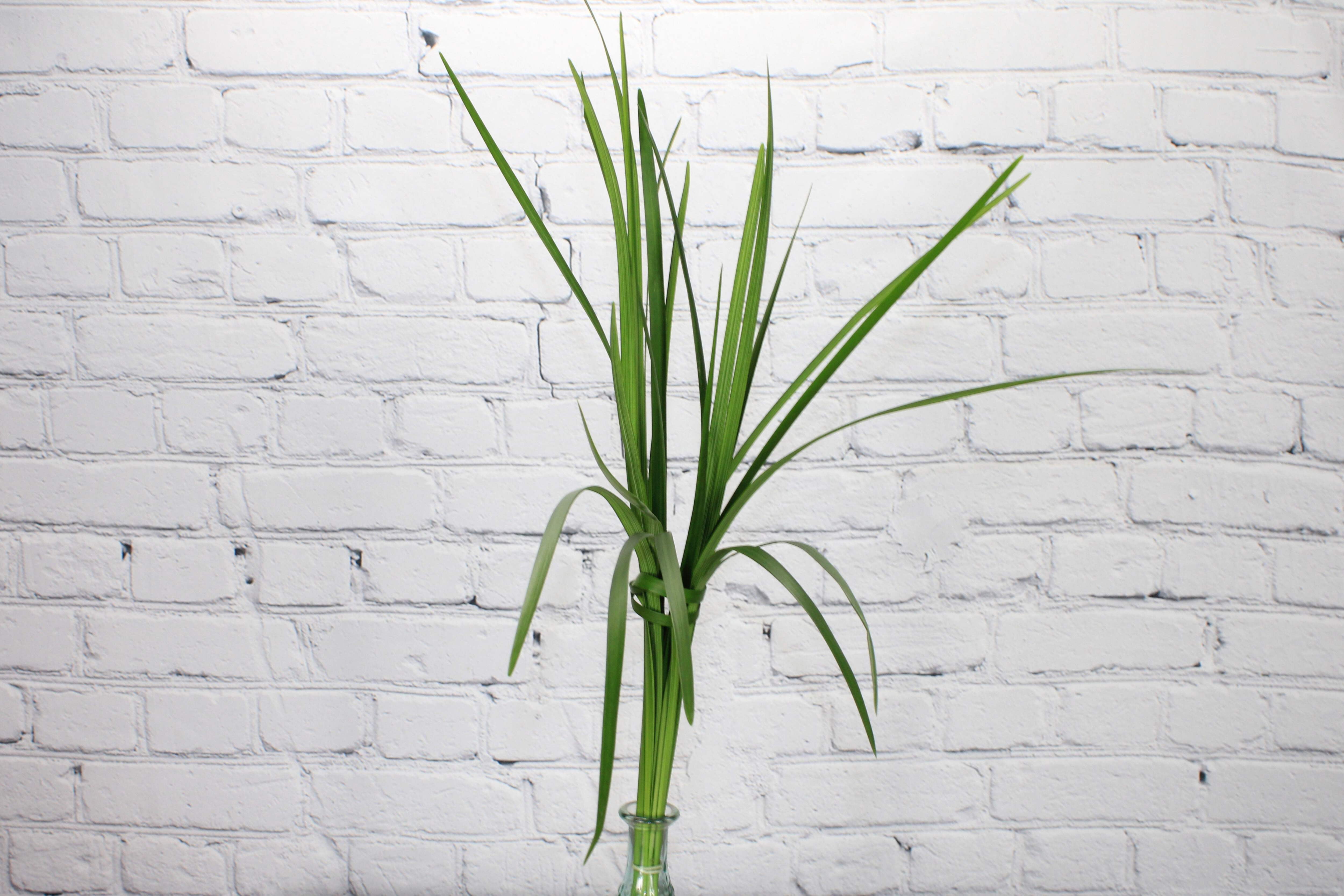 Real Touch Flowers - Fresh & Natural Lily Grass Green - 1 Bunch (25 ...