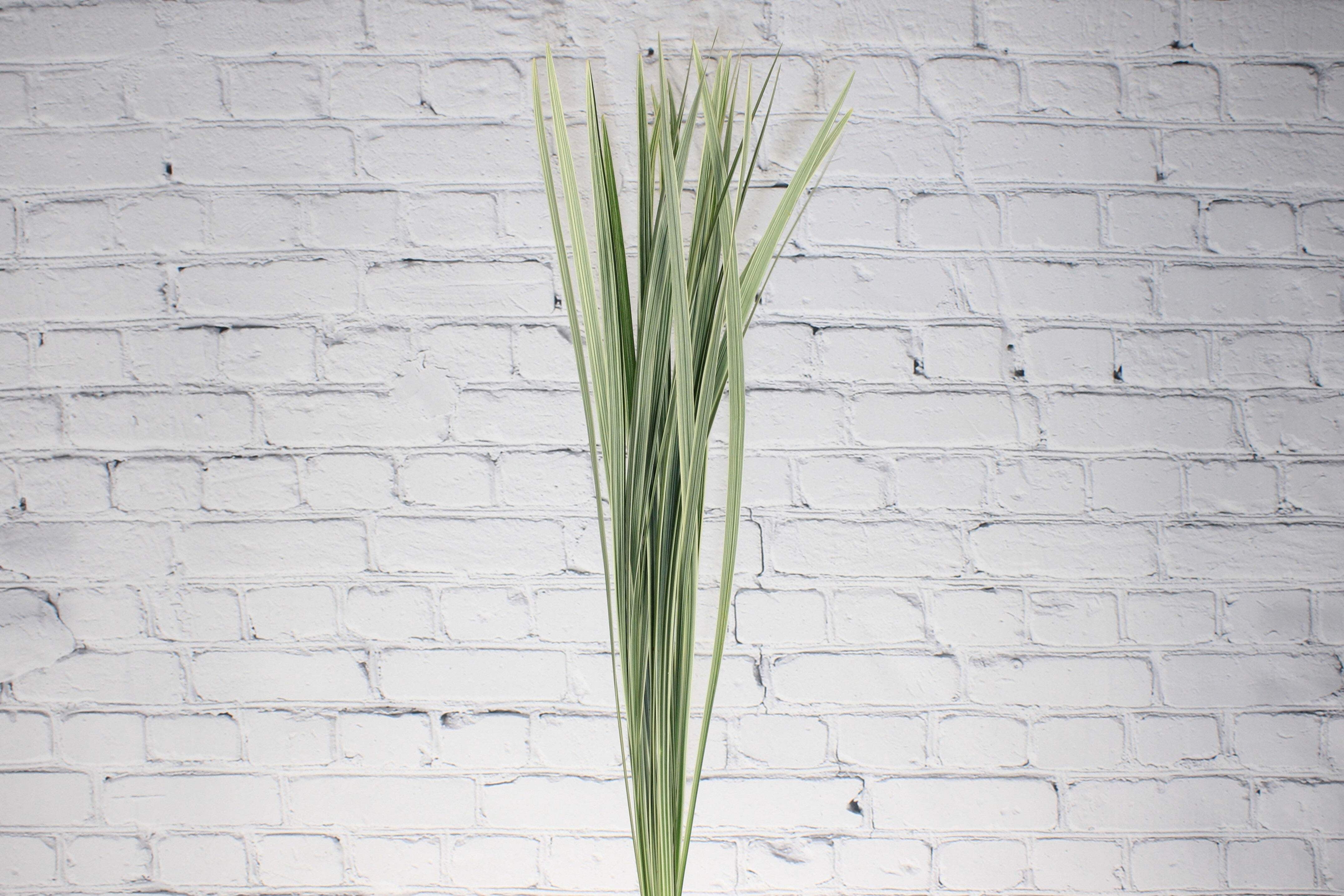 Real Touch Flowers - Fresh & Natural Lily Grass Variegated - 1 Bunch ...