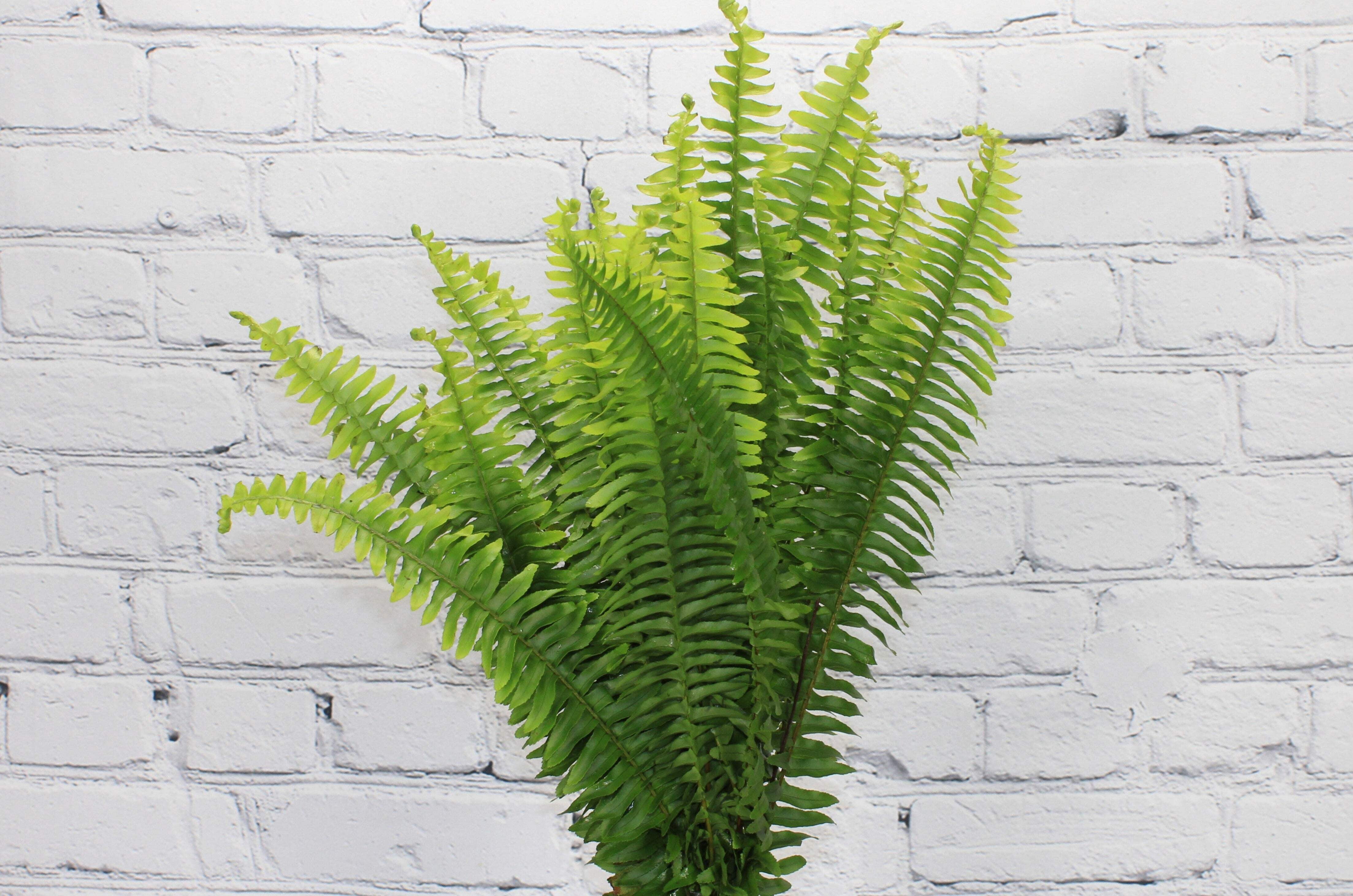 Real Touch Flowers - Fresh & Natural Sword Fern - 1 Bunch (10 Stems ...