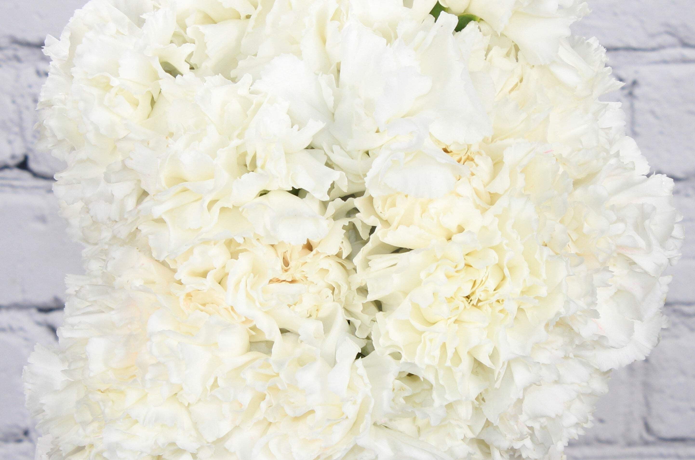 Real Touch Flowers - Fresh & Natural White Carnation - 1 Bunch (25 ...