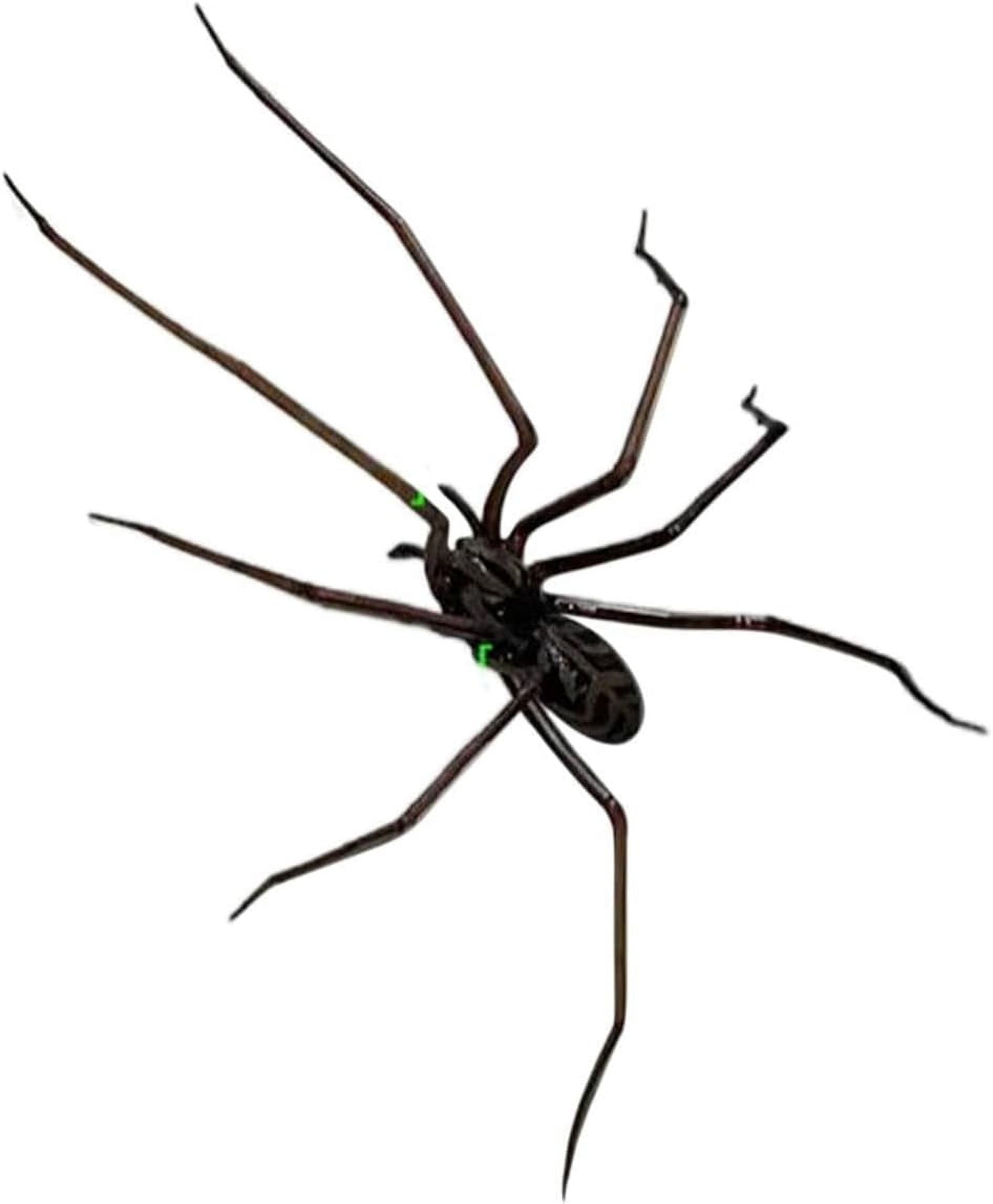 Realistic 3D Spider Fridge Magnet，Creepy Crawly Decor, Flexible Legs ...