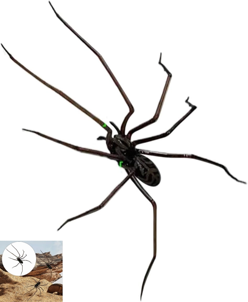 Realistic 3D Spider Fridge Magnet, Lifelike Spider Magnets Creepy ...