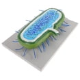 Realistic 3d Bacteria Model Cell Model Teaching Model Biology Teaching ...
