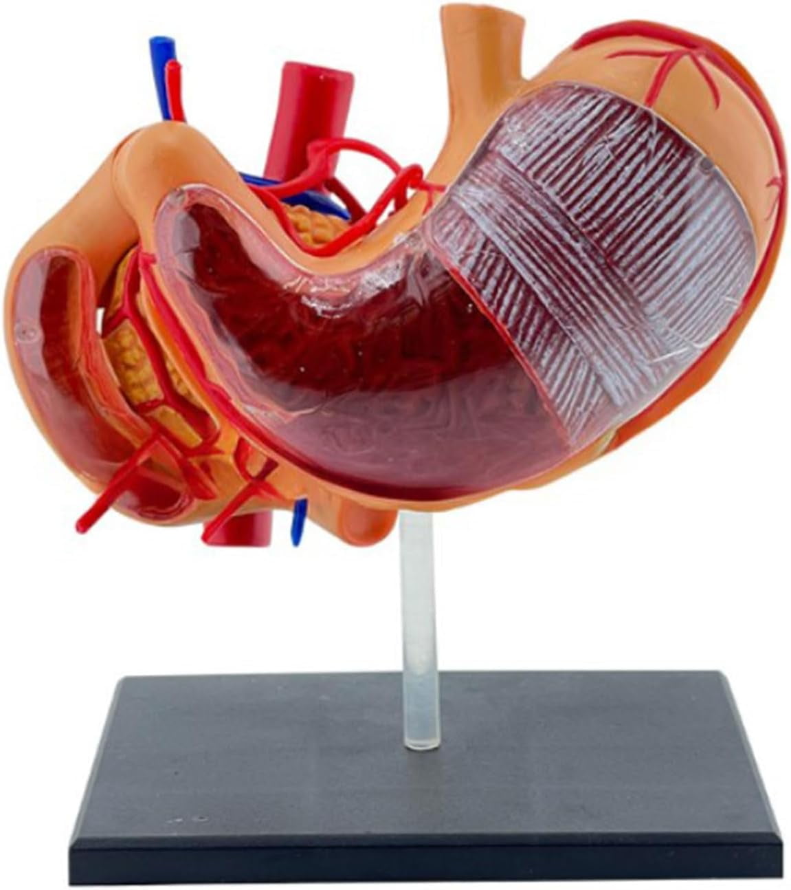 Interactive Stomach Anatomy Model, PVC Stomach Anatomy Science Model ...