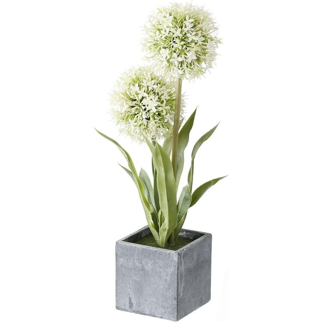 Realistic Allium Potted Plant, White Globe Flowers, Grey Cube Cache Pot ...