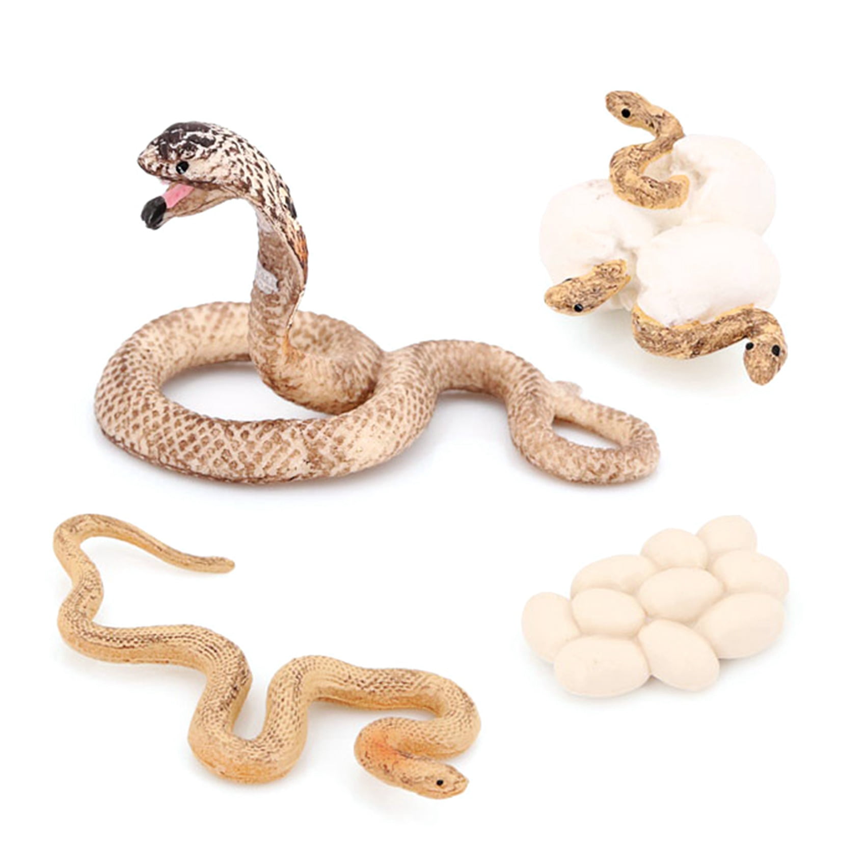 Realistic Animal Life Growth Cycle Biological Model Toys Snake Growth ...