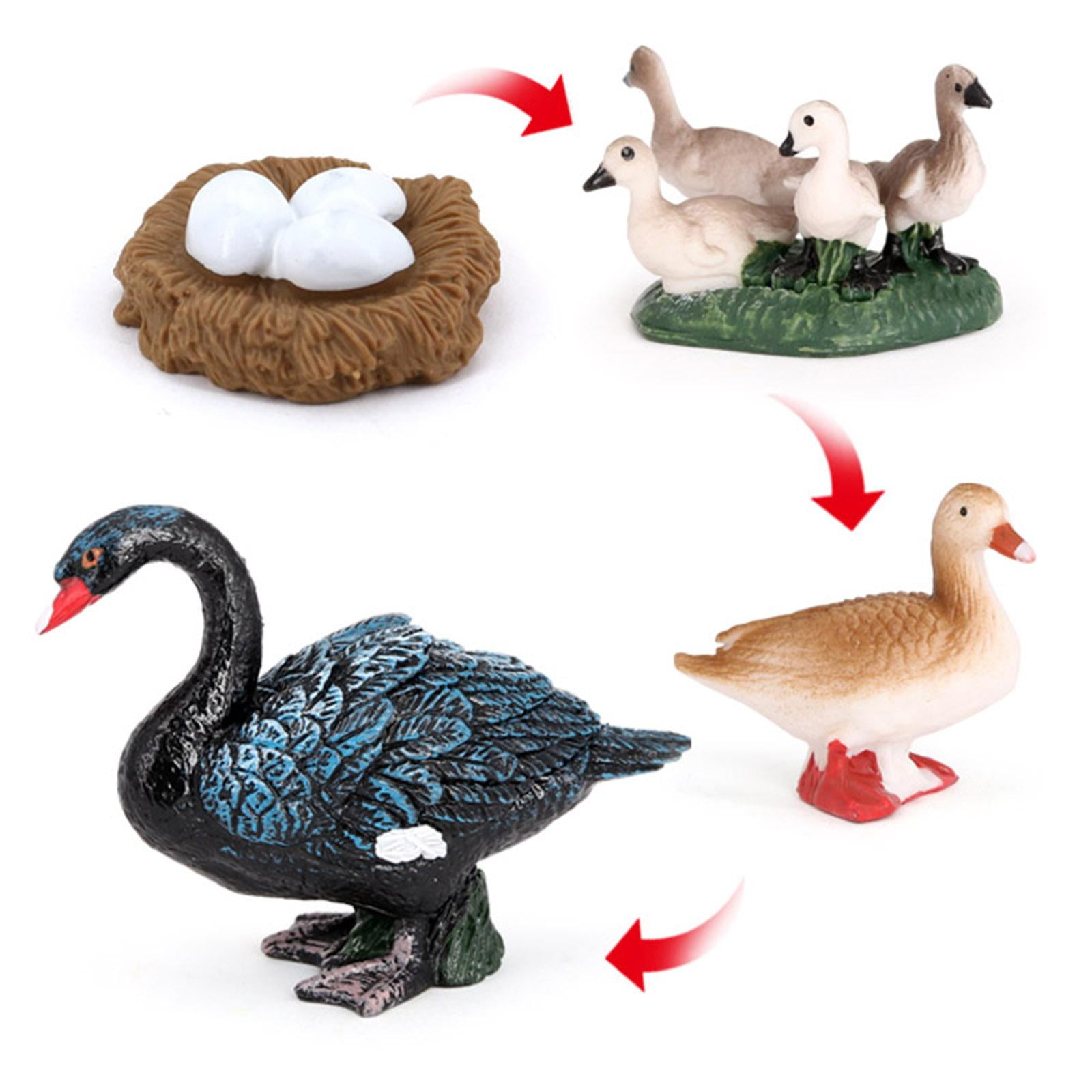 Realistic Animals Life Cycle Model Figures Swan Cicada Salmon - Black ...