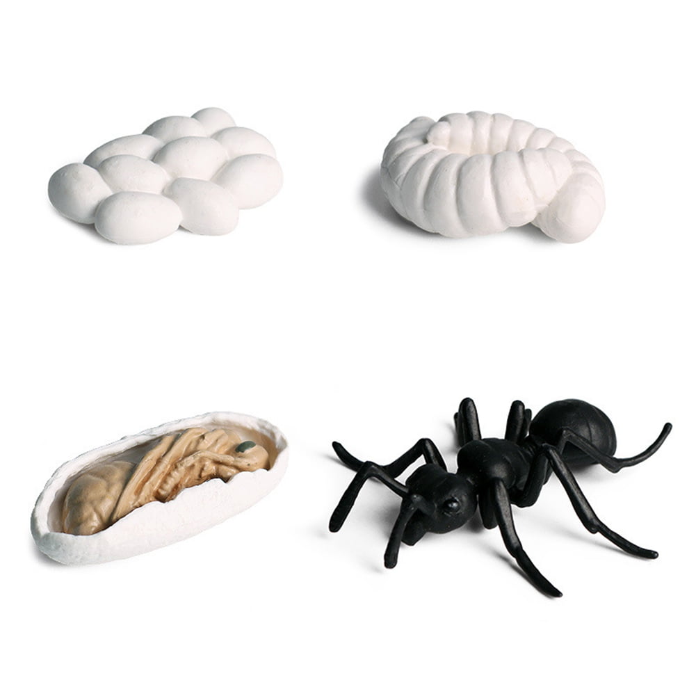 Realistic Ant Growth Cycle Figurine Set Kids Simulated Animal ...