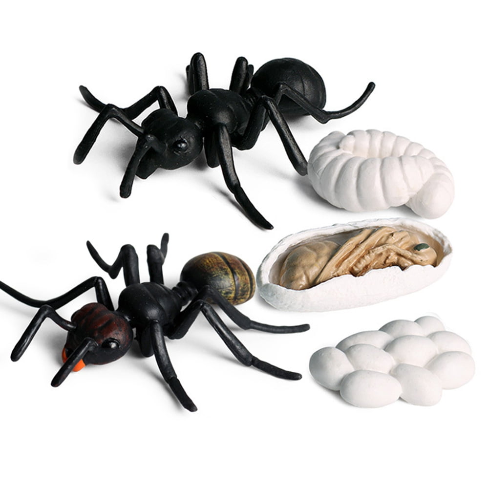 Realistic Ant Growth Cycle Figurine Set Kids Simulated Animal ...